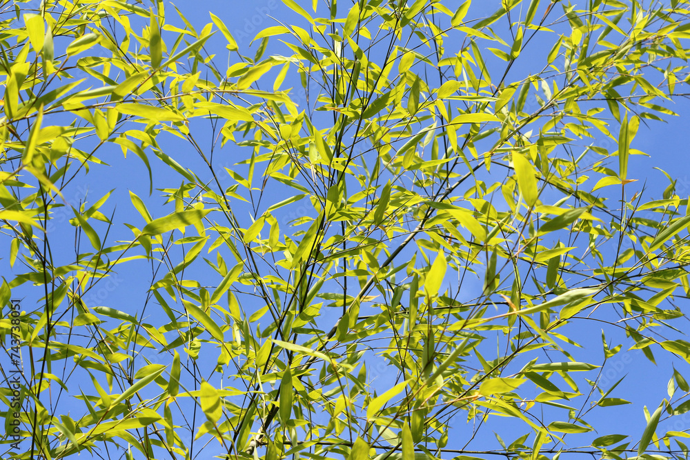 Green leaves of Phyllostachys aurea, of the diverse Bambuseae tribe. It ...