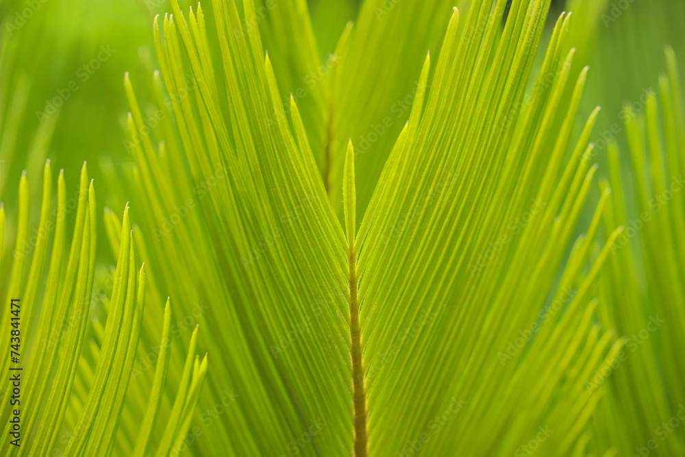 Leaves of the cica palm, also known as Sagu-de-jardim, Cycas Revoluta ...