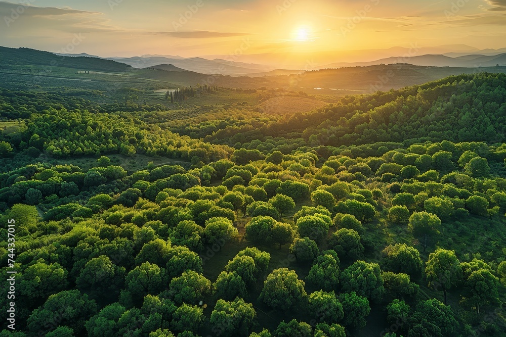Aerial view of a vast reforestation area, illustrating the scale of ...
