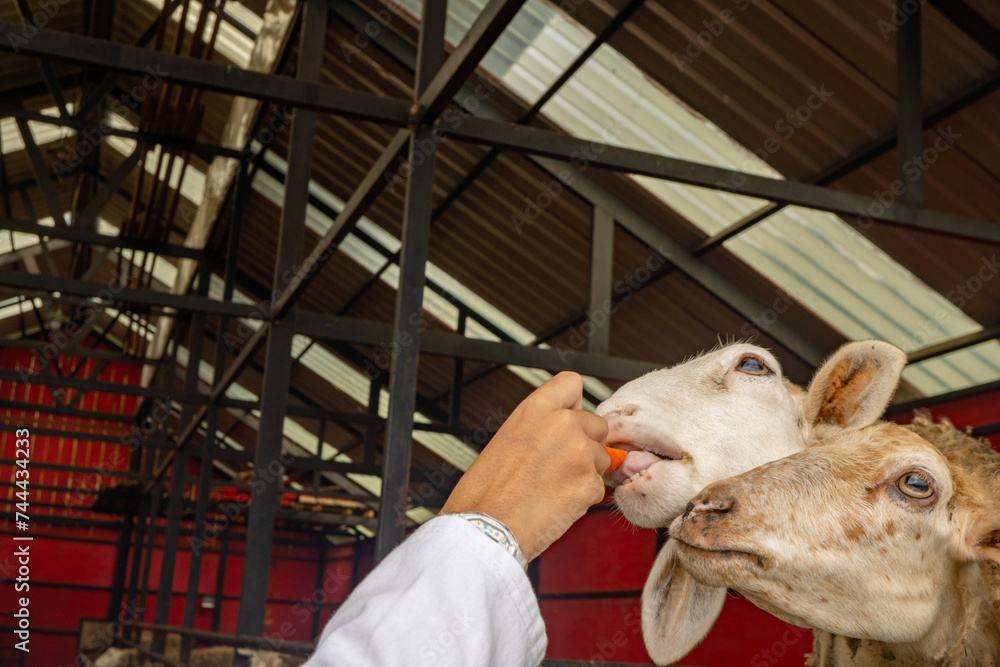 Feeding animal groups sheep Ovis aries on the national farm The photo ...