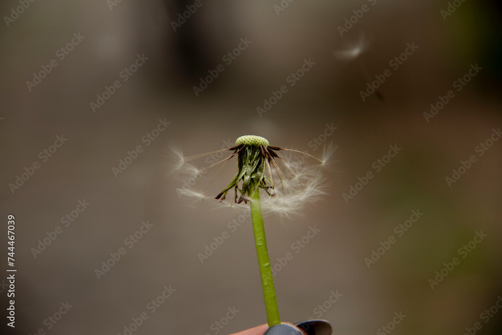 The beautiful and yellow flowers of the dandeliom, which after some ...