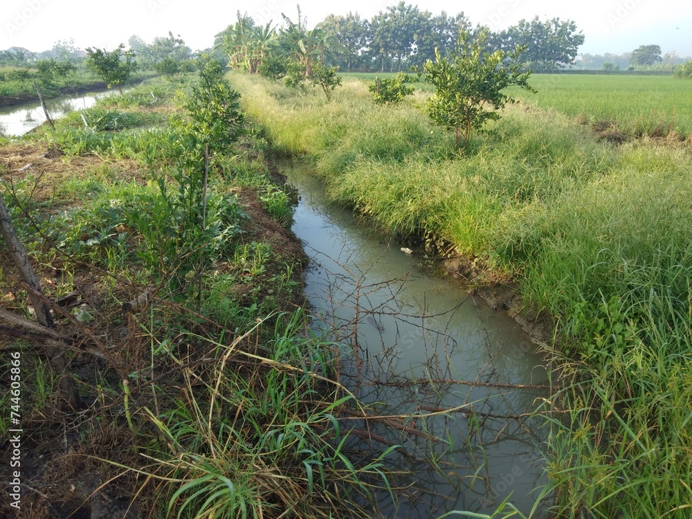 water channels to irrigate the rice fields on the right and left, and ...