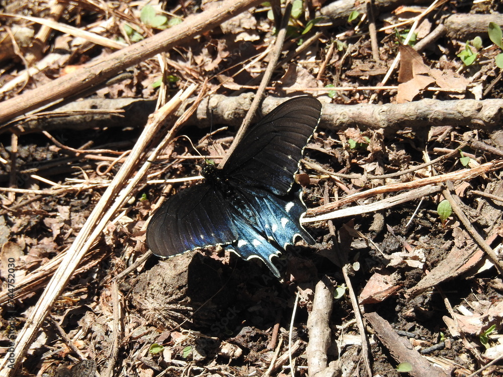 Pipevine swallowtail butterfly, early spring season. Great Smoky ...
