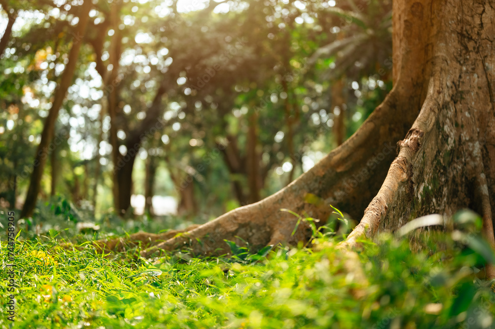 green, earth, eco, environment, tree, nature, natural, plant, leaf ...