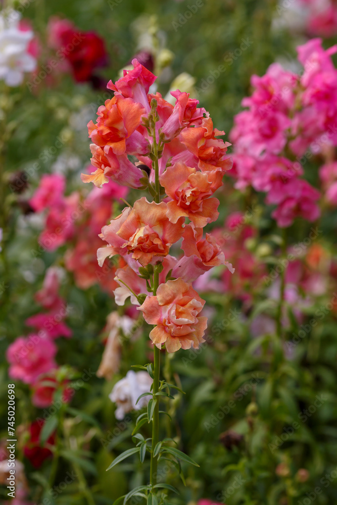 Levkoy ( lat. Matthiola ) is a genus of annual and perennial herbaceous ...