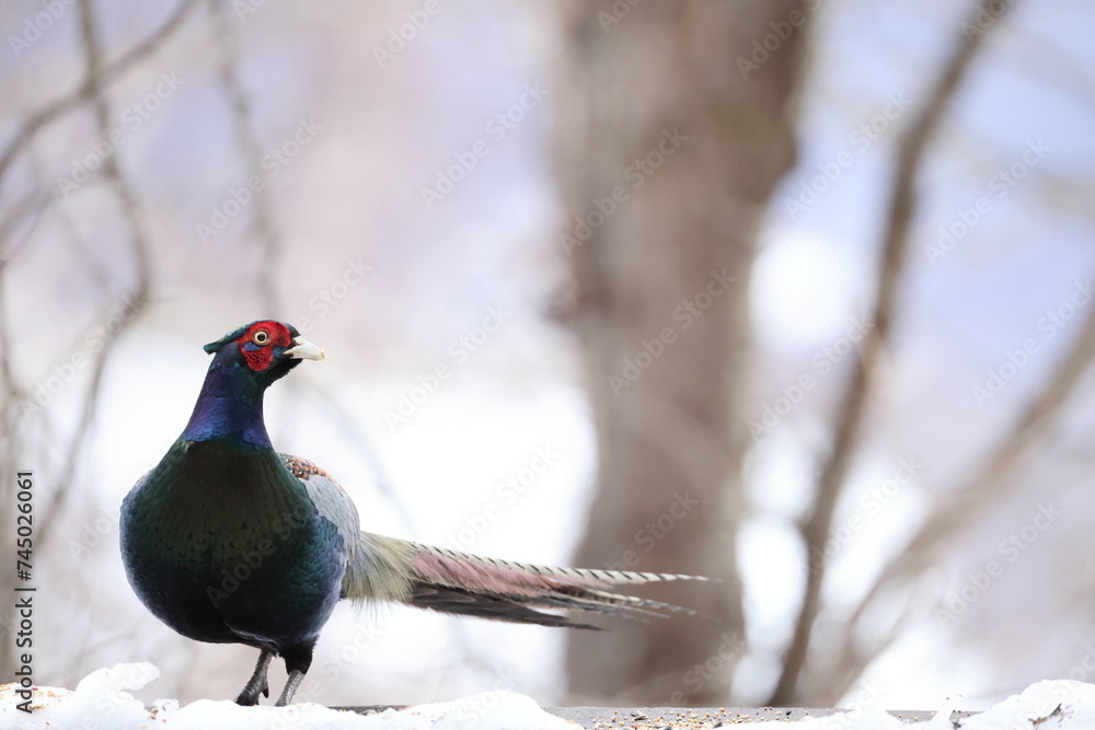 The green pheasant (Phasianus versicolor), also known as the Japanese ...