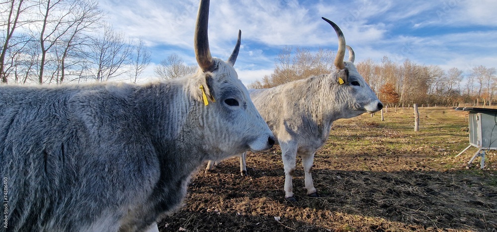 Hungarian Grey Steppe breed of beef cattle It belongs to the group of ...