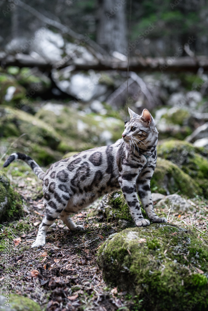 gato bengala bengali en el bosque pirineo arboles rocas con musgo gris ...