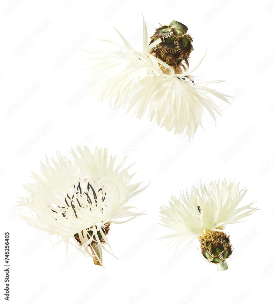 Fresh cornflower blossom beautiful white flowers falling in the air ...