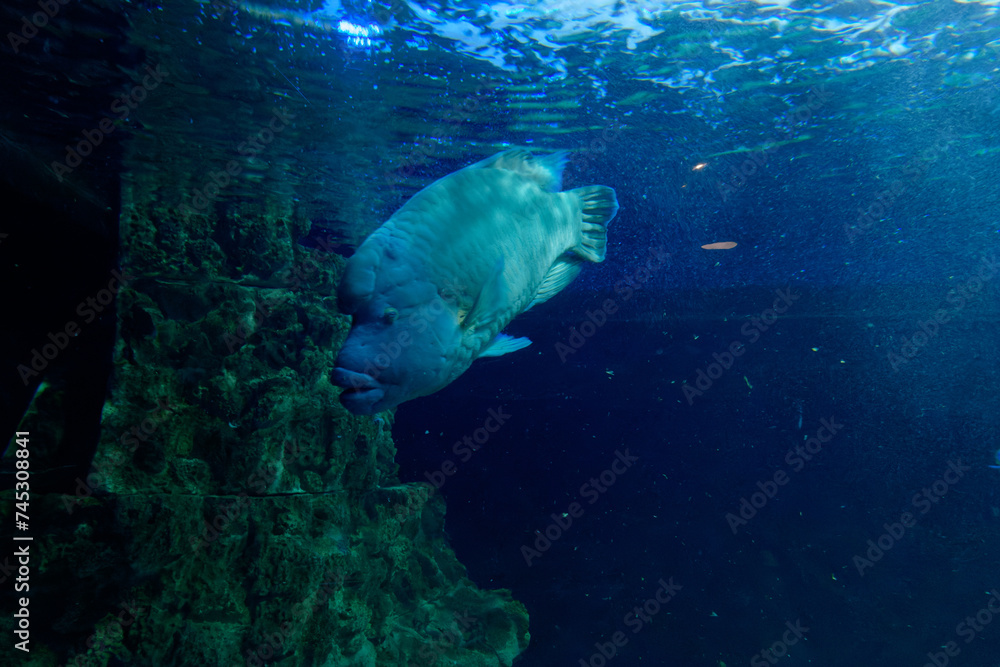 Underwater world with the humphead wrasse also known as Napoleon Wrasse ...