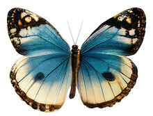 Vintage Butterfly Illustration Free Stock Photo - Public Domain Pictures