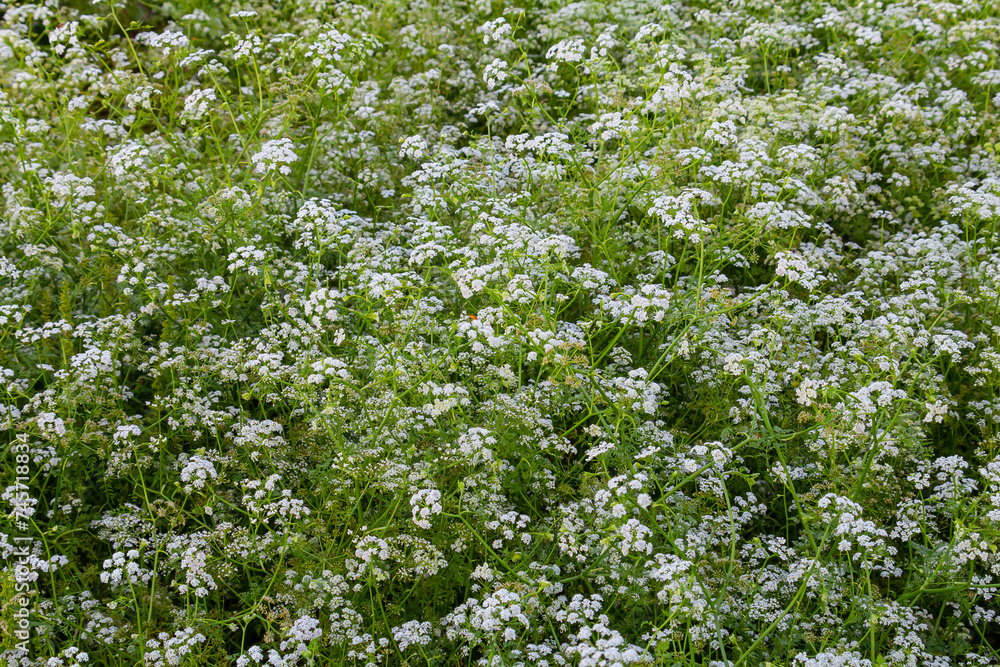 Conium maculatum, colloquially known as hemlock, poison hemlock or wild ...