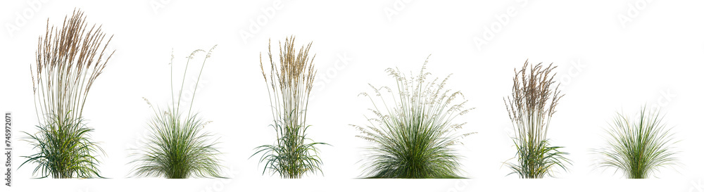 Prairie dropseed Sporobolus heterolepis and Calamagrostis acutiflora ...