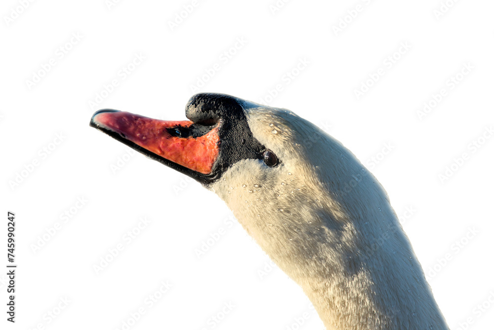 swan head isolated on white background (cut out of bird's face making ...
