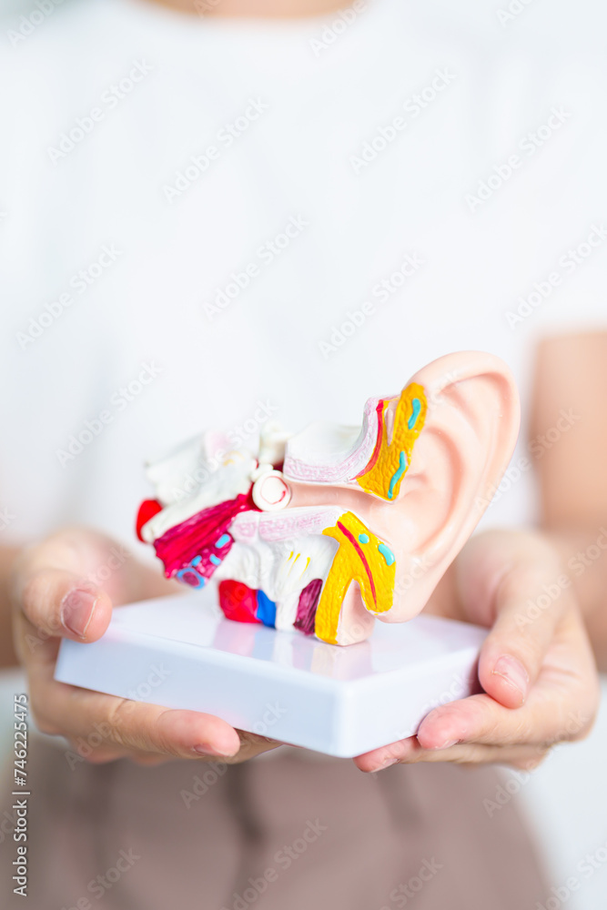 Woman holding human Ear anatomy model. Ear disease, Atresia, Otitis ...