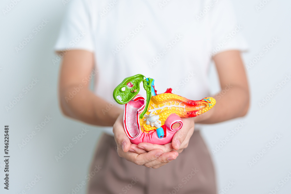 Woman holding human Pancreatitis anatomy model with Pancreas ...