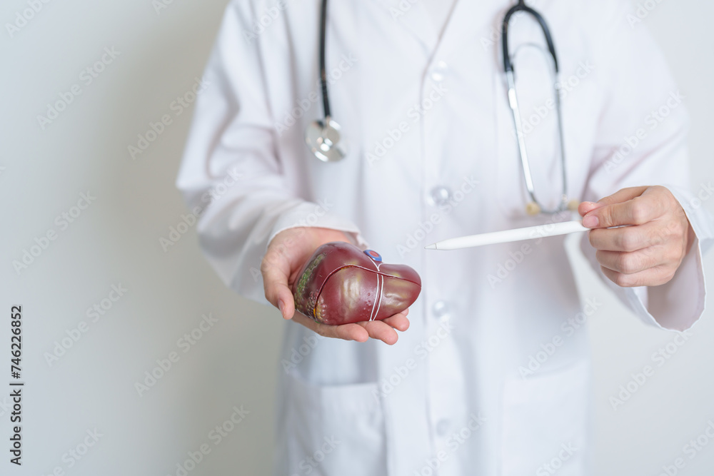 Doctor holding human Liver anatomy model. Liver cancer and Tumor ...