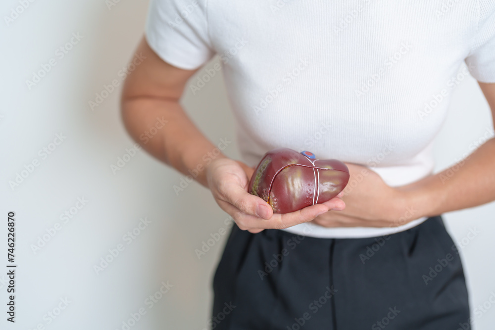 Woman holding human Liver anatomy model. Liver cancer and Tumor ...