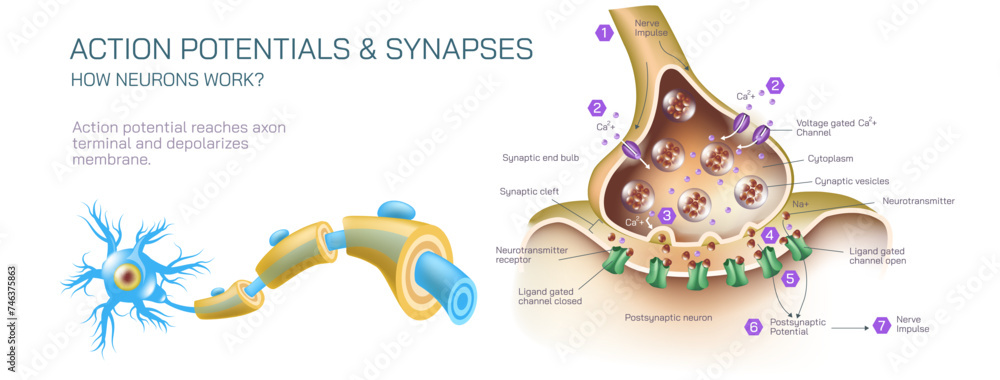 how neurotransmitter works? The process the brain neurons communicate each other anatomy vector ...