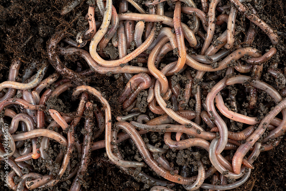 Garden compost and worms - earthworms in black soil, top view ...