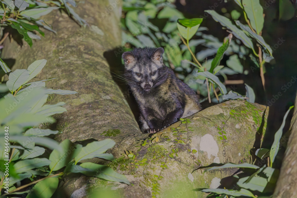 Asian palm civet (Paradoxurus hermaphroditus) or common palm civet ...