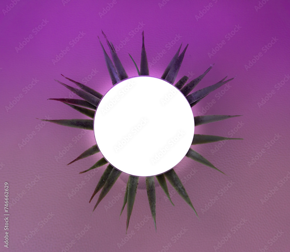 cute purple mockups mockup morado colores bonito Stock Photo | Adobe Stock