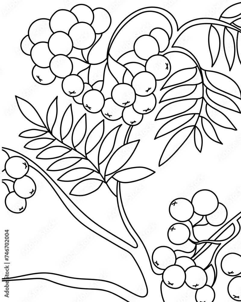 Rowan. Coloring page, black and white vector illustration. Stock Vector ...