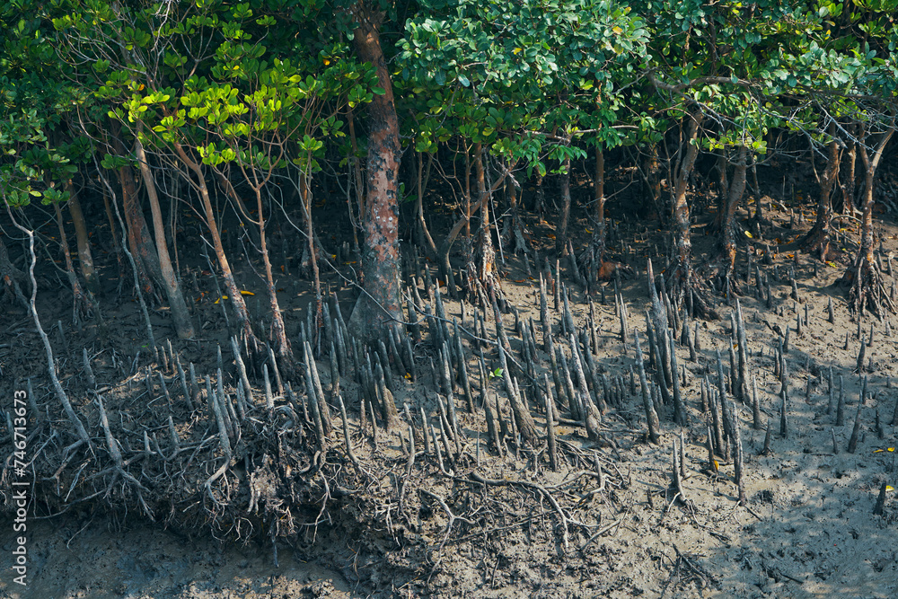 Sundarbans biosphere reserve: low lying mud land with thick canopy of ...