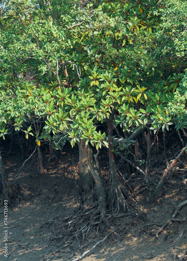 lush green branches of sundari trees (Heritiera fomes), dominant plant ...