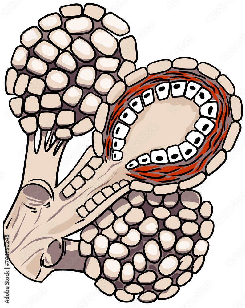Cattle udder or bovine udder, detail of the mammary alveoli with ...