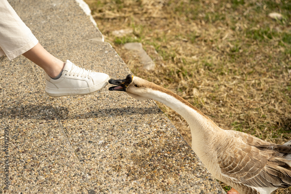 The brown goose tries to bite the little girl's sneaker. Sithonia ...