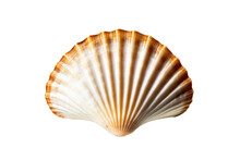 Ocean Clam Shell Free Stock Photo - Public Domain Pictures