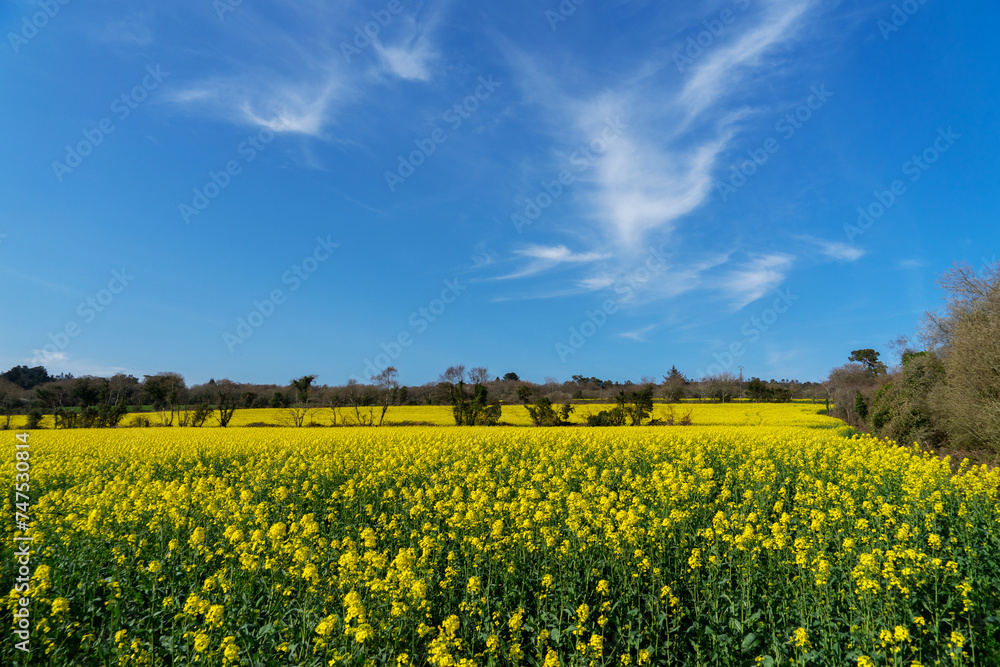 Champ de colza doré s'étend sous un ciel bleu azur, offrant une toile ...