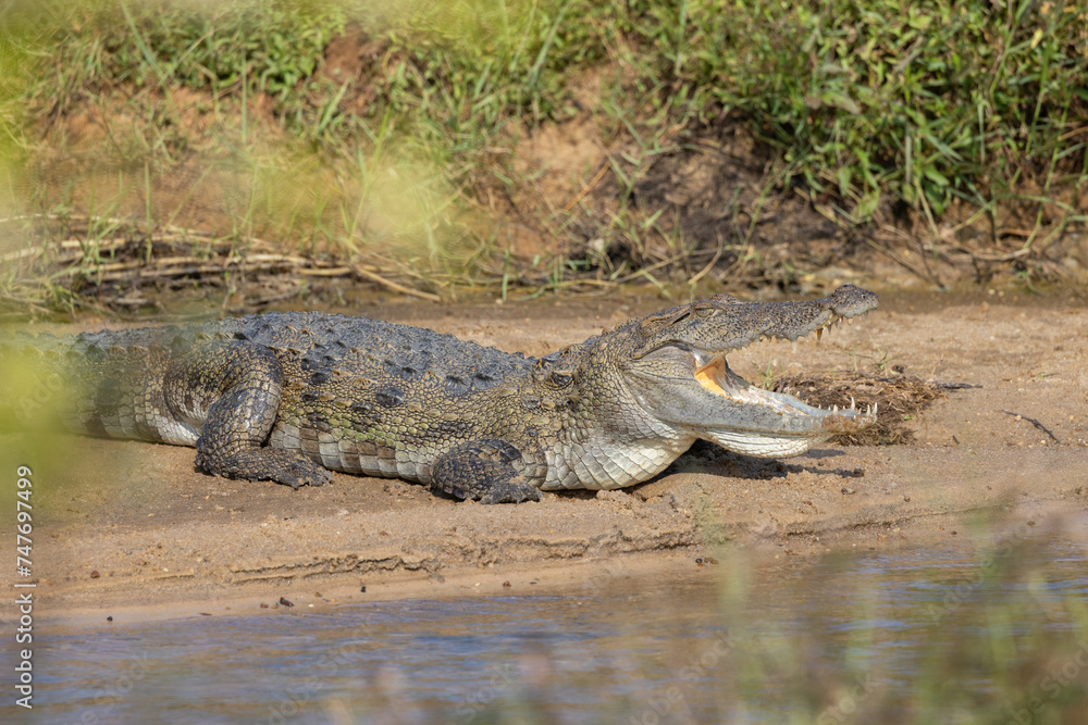 Crocodile lying on banks of river with mouth open seen in natural ...