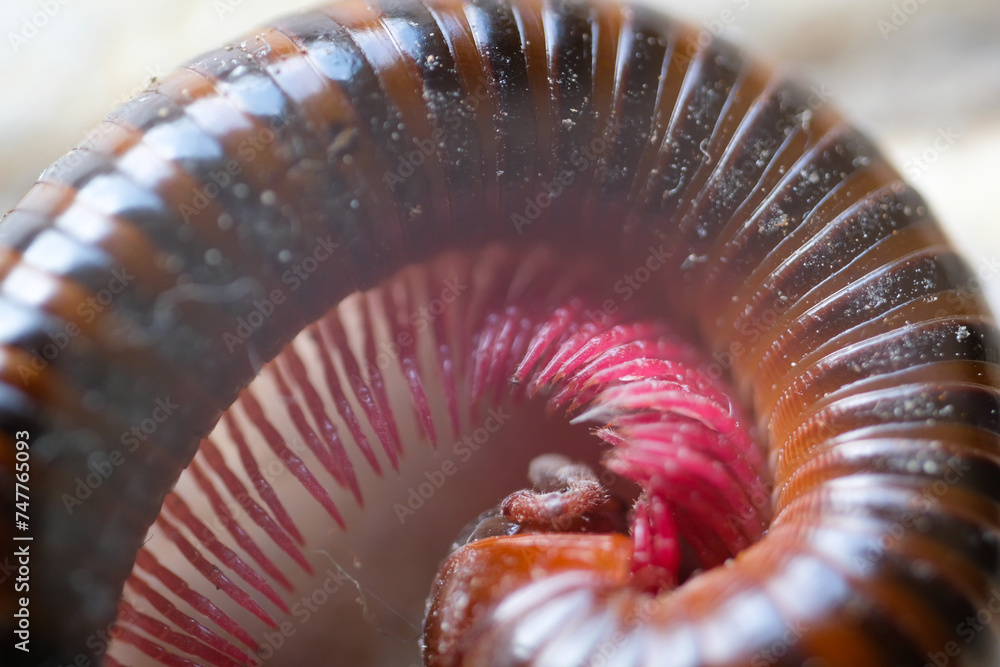 Animal Photography. Animal Closeup. Textured Background of the ...