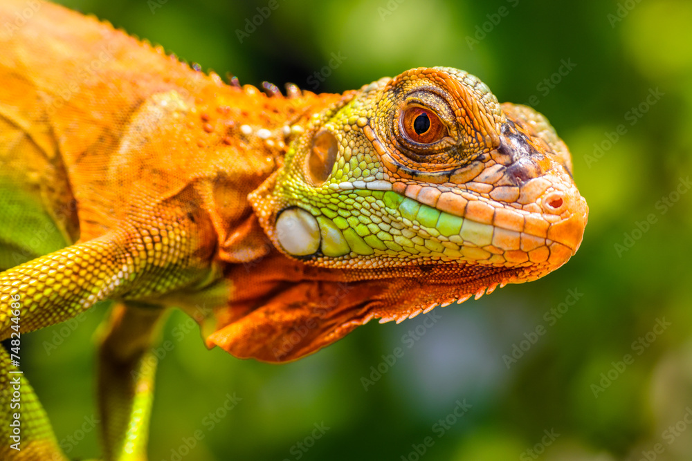 Iguana is a genus of herbivorous lizards that are native to tropical ...