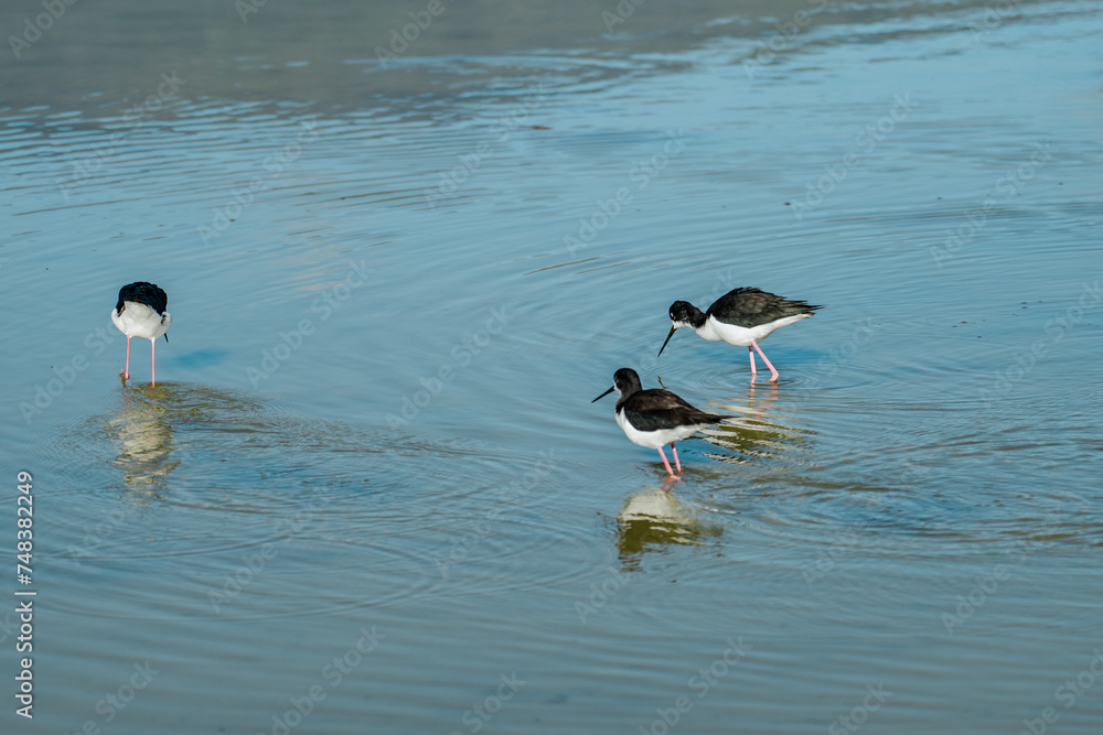 The black-necked stilt (Himantopus mexicanus) is a locally abundant ...