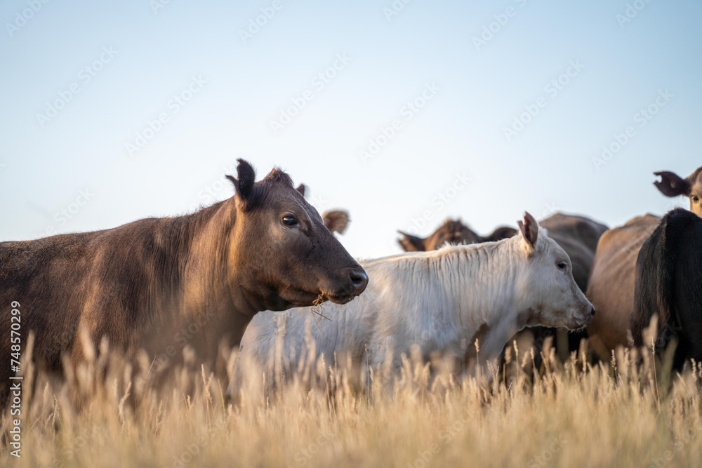 Portrait of Cows in a field grazing. Regenerative agriculture farm ...