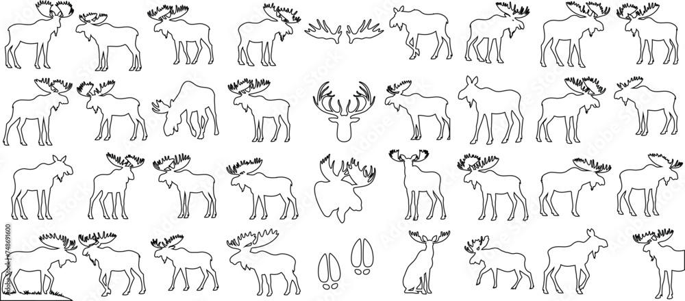 Majestic moose outline, moose in diverse poses, perfect for educational ...