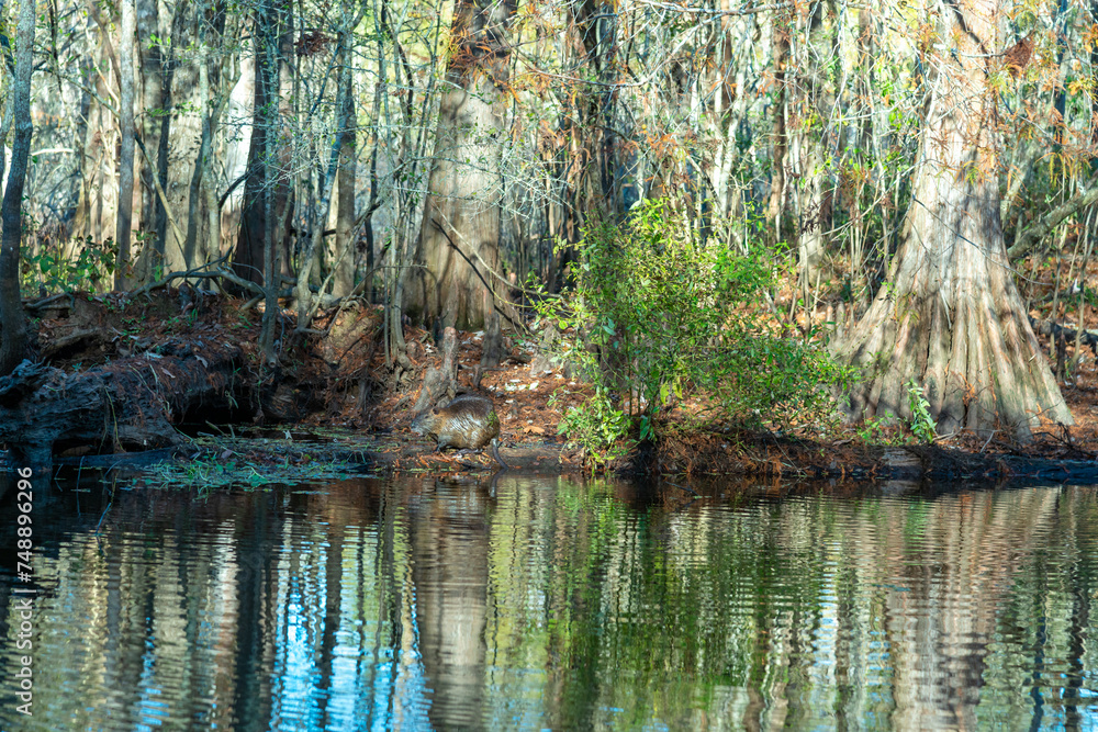 Taxodium distichum (bald cypress, swamp cypress), trees with plank ...