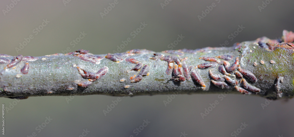 Oystershell scale or mussel scale (Lepidosaphes ulmi). A pest on the ...