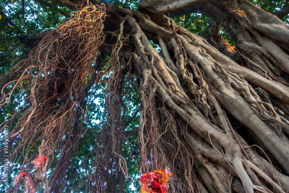 Foto de Stock Sacred Peepal Tree: Worship Site for Hindus in ...