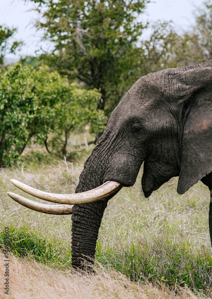 Head African elephant with open mouth, close up portrait, side view ...