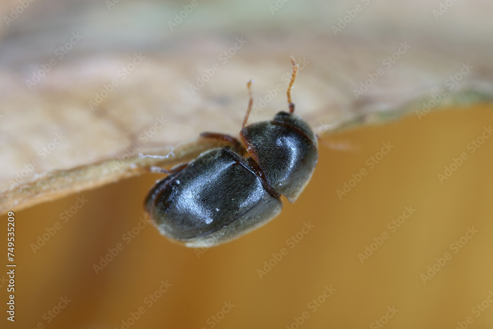 Mesocoelopus niger a tiny and rare beetle in the family Anobiidae ...
