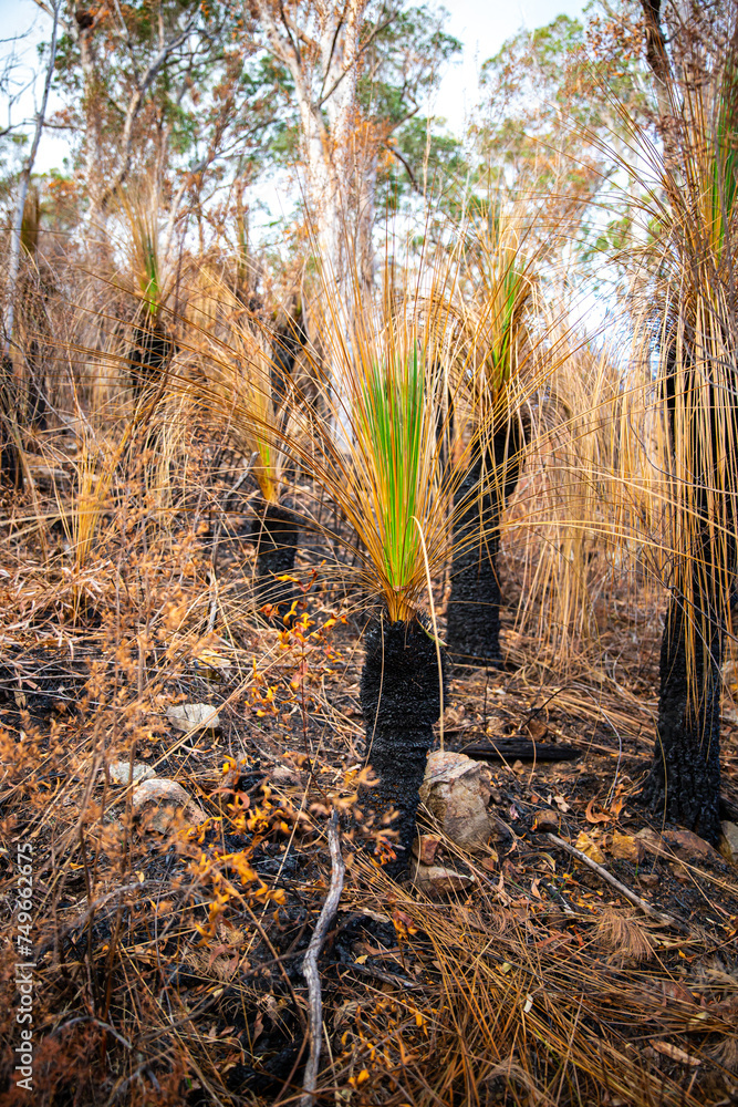burned grass trees at the top of mount greville in moogerah peaks ...