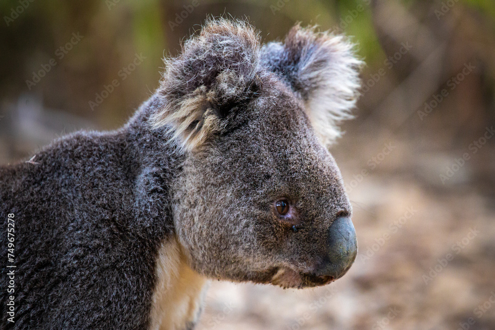 portrait of cute adorable marsupial koala bear spotted on the road to Mount Maroon in mount ...