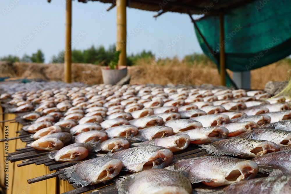 Gourami is a type of freshwater fish. The scientific name is ...