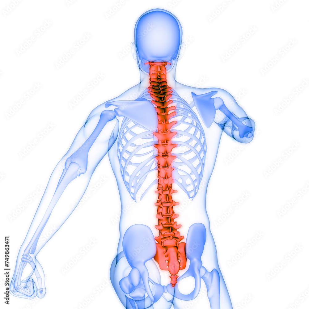 Spinal Cord Vertebral Column of Human Skeleton System Anatomy Stock ...