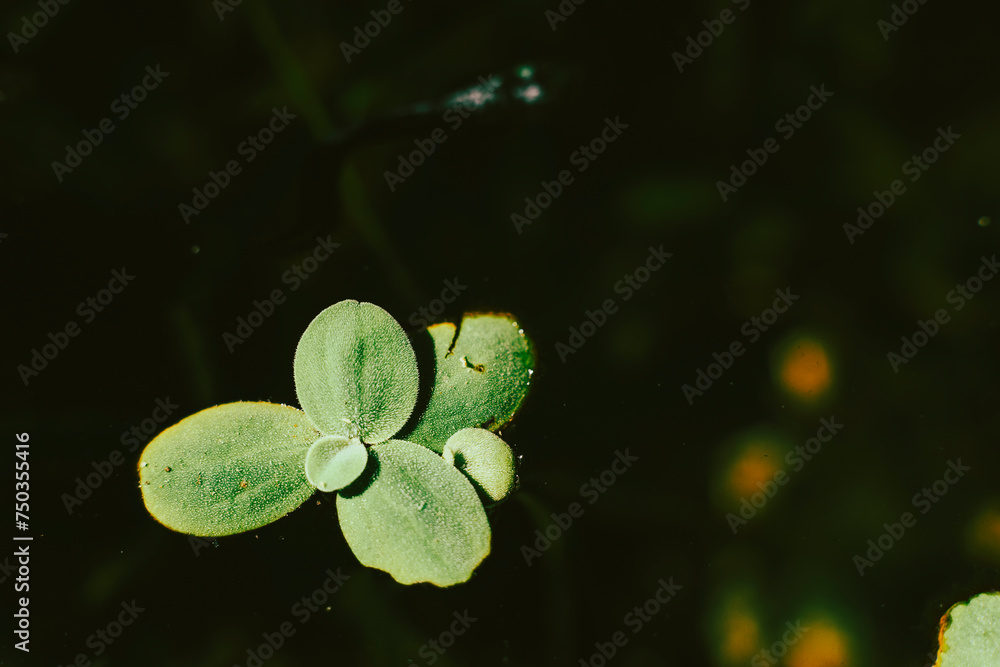 .Lemna minor is also known as duckweed. Lemna minor is a small aquatic ...