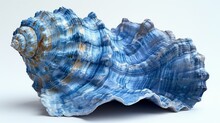Blue Sea Shell Free Stock Photo - Public Domain Pictures